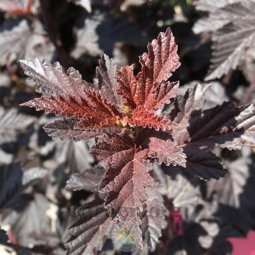 Ninebarks: Plant Care and Collection of Varieties - Garden.org