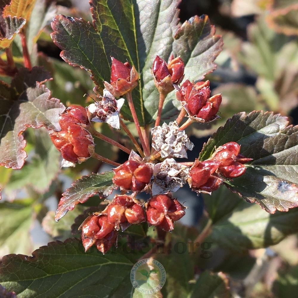 Photo of the fruit of Eastern Ninebark (Physocarpus opulifolius Gumdrop ...