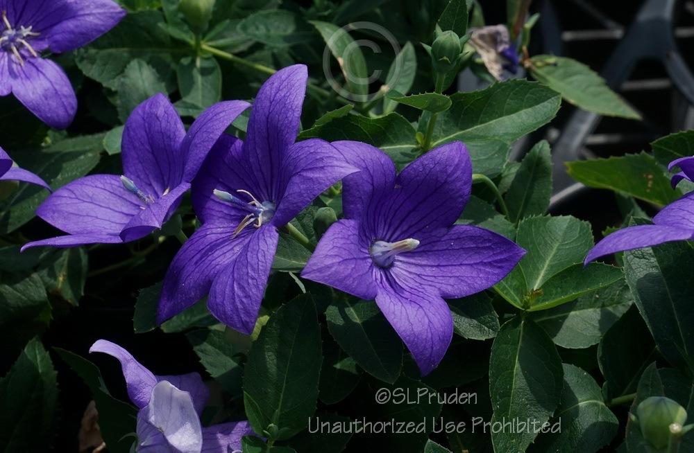 Photo of the bloom of Balloon Flower (Platycodon grandiflorus 'Astra ...