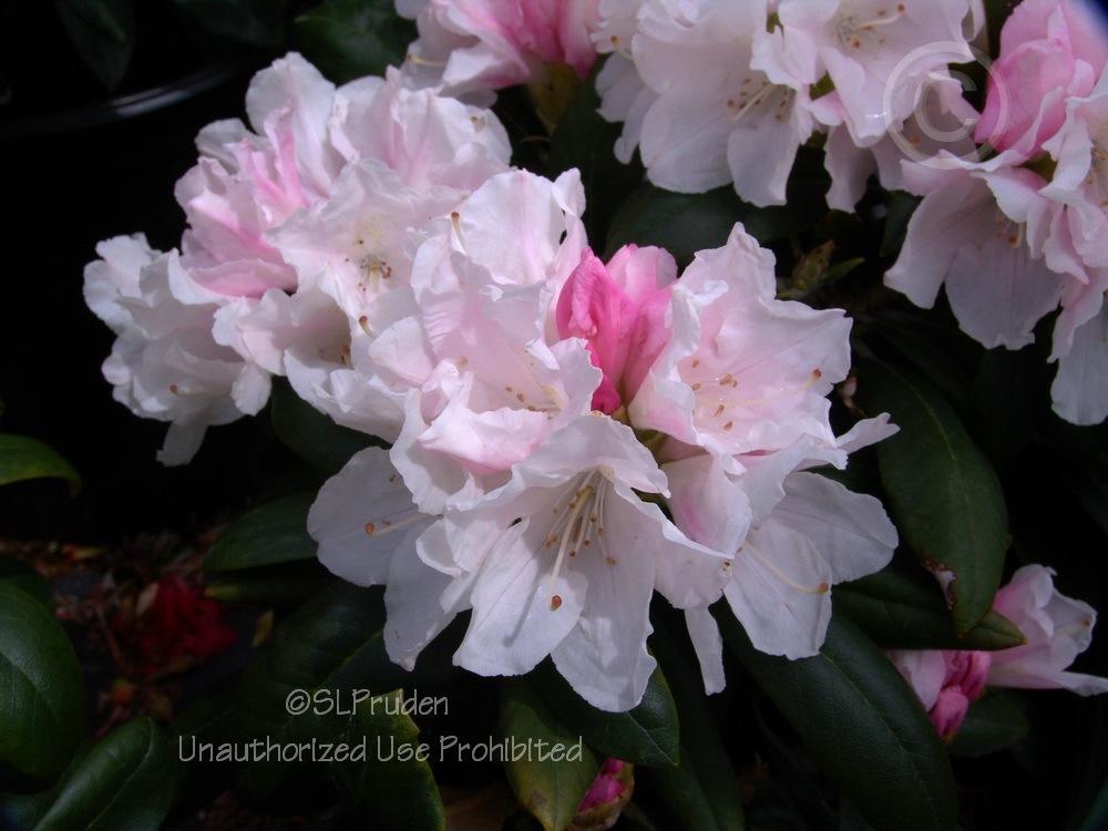 Dwarf Rhododendron (Rhododendron yakusimanum 'Yaku Princess') in the ...