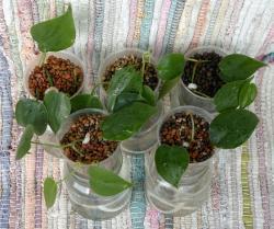 Experiments with moler clay (terramol) in the Philodendrons, Elephant ...