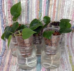 Experiments with moler clay (terramol) in the Philodendrons, Elephant ...