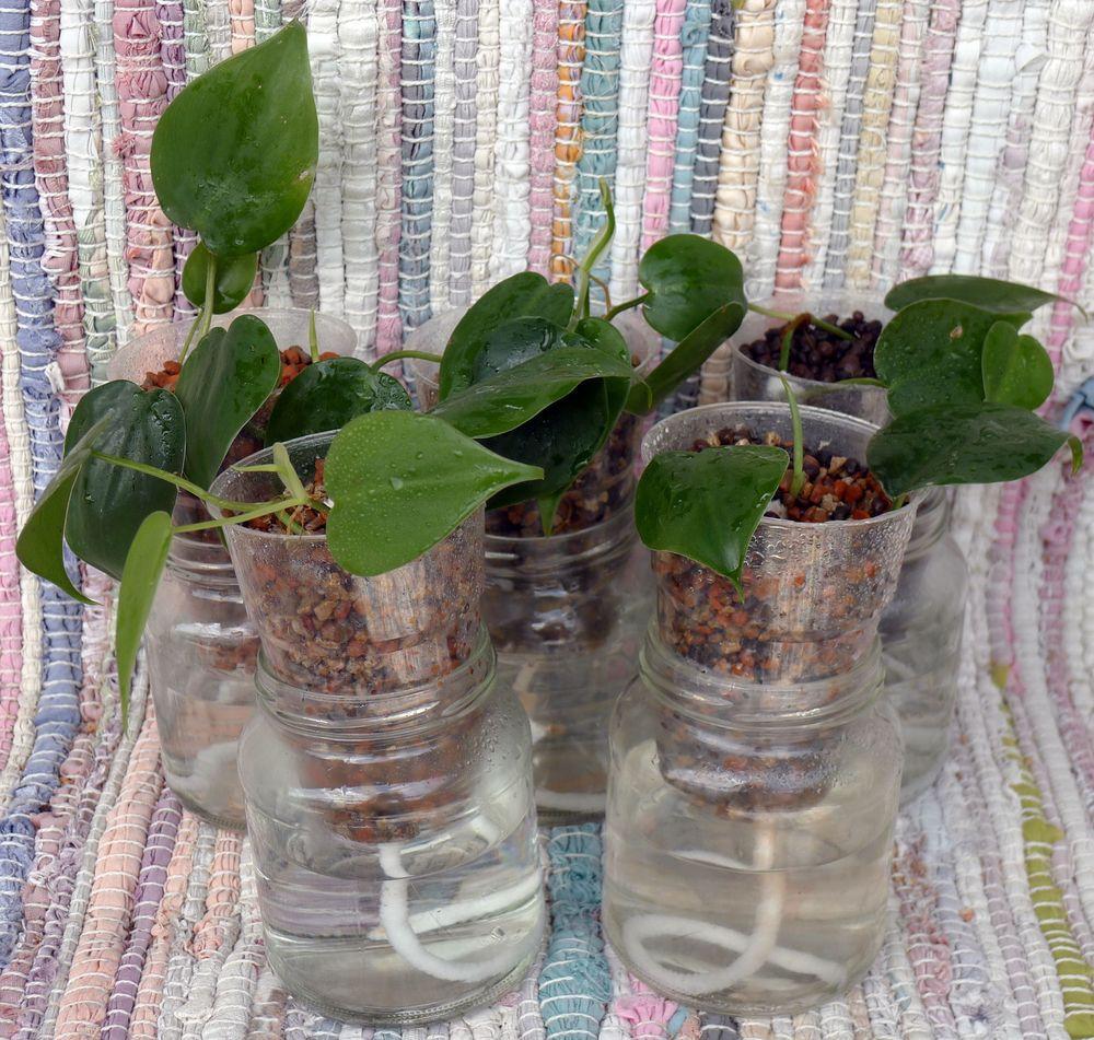 Experiments with moler clay (terramol) in the Philodendrons, Elephant ...