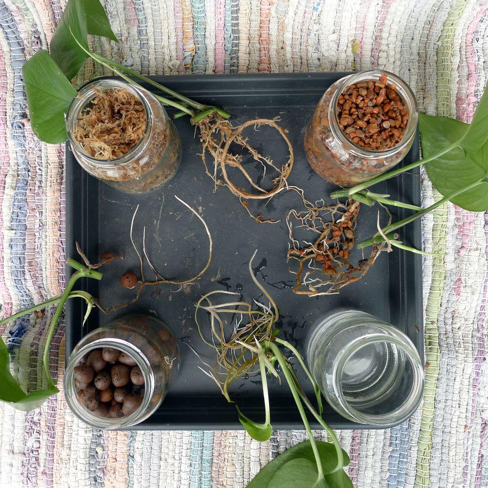 Experiments with moler clay (terramol) in the Philodendrons, Elephant ...