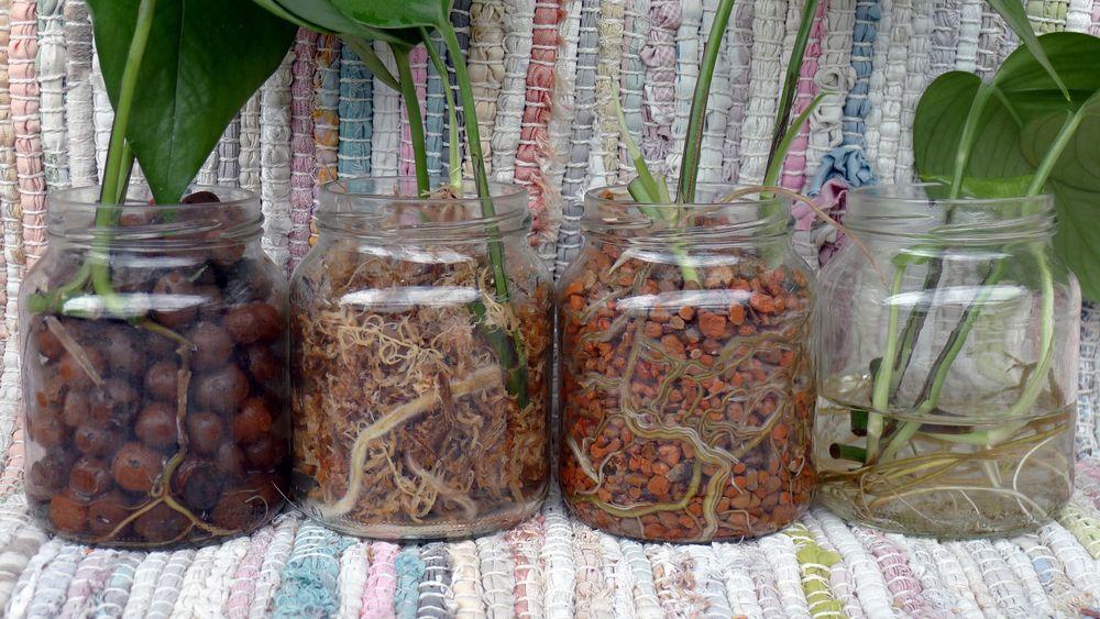 Experiments with moler clay (terramol) in the Philodendrons, Elephant ...