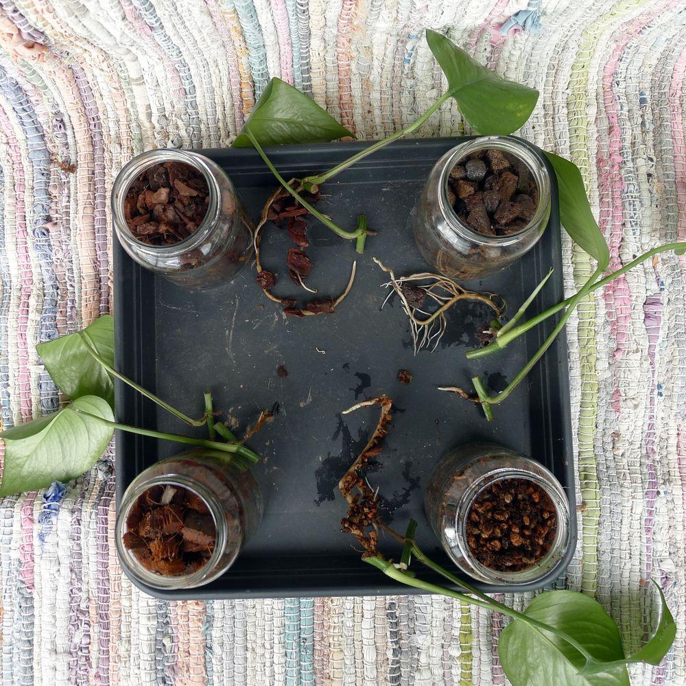 Experiments with moler clay (terramol) in the Philodendrons, Elephant ...