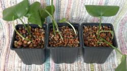 Experiments with moler clay (terramol) in the Philodendrons, Elephant ...