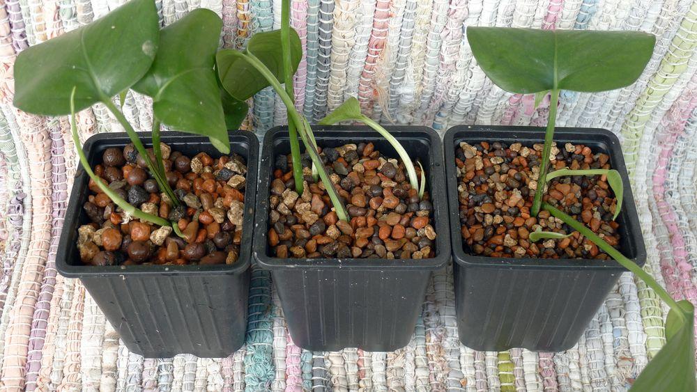 Experiments with moler clay (terramol) in the Philodendrons, Elephant ...