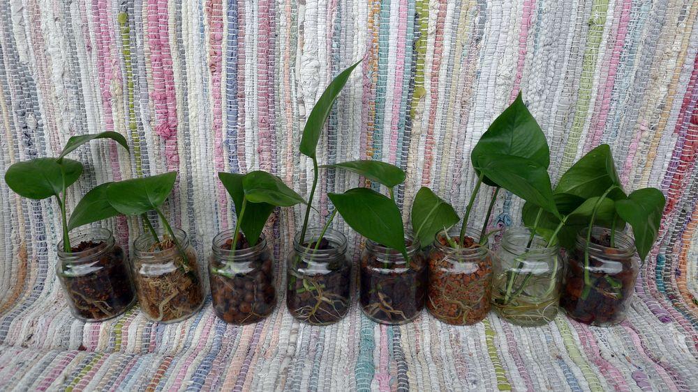 Experiments with moler clay (terramol) in the Philodendrons, Elephant ...