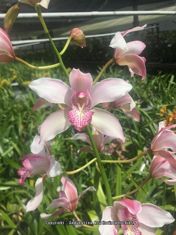 Splendid Cymbidium (Cymbidium insigne 'Manote') - Garden.org