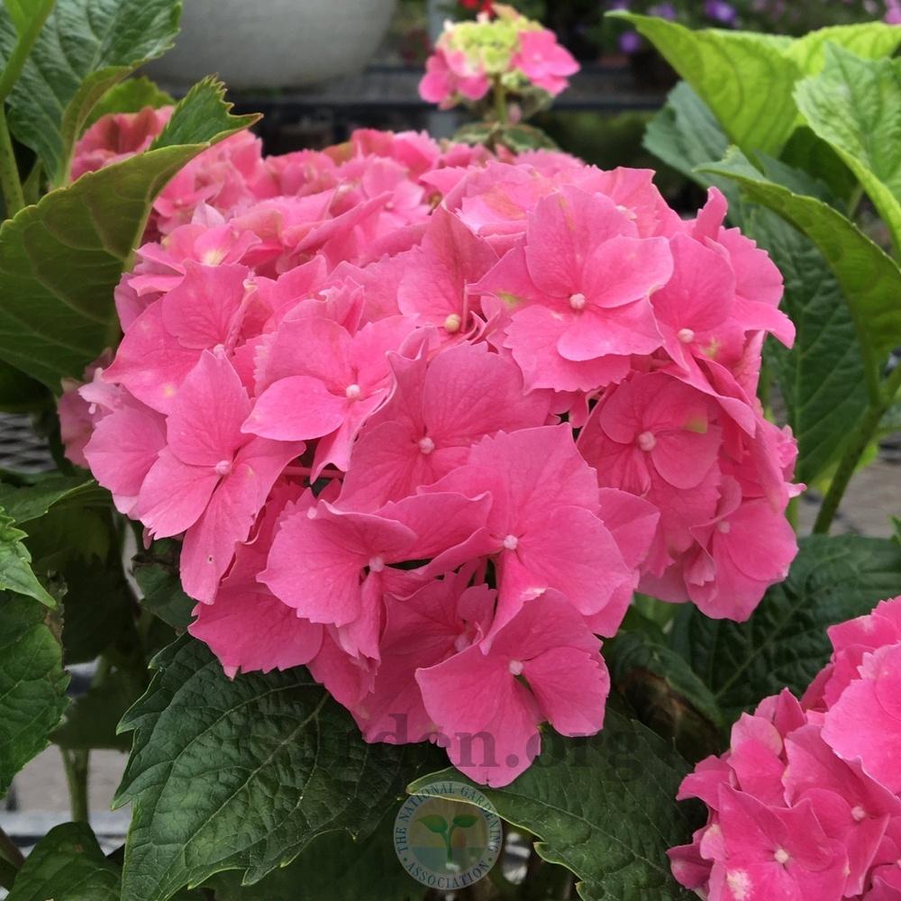 Bigleaf Hydrangea (Hydrangea macrophylla Next Generation® Red Sensation ...