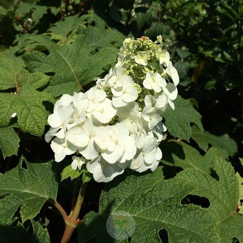 Oakleaf Hydrangea (Hydrangea quercifolia First Editions® Jetstream™) in ...