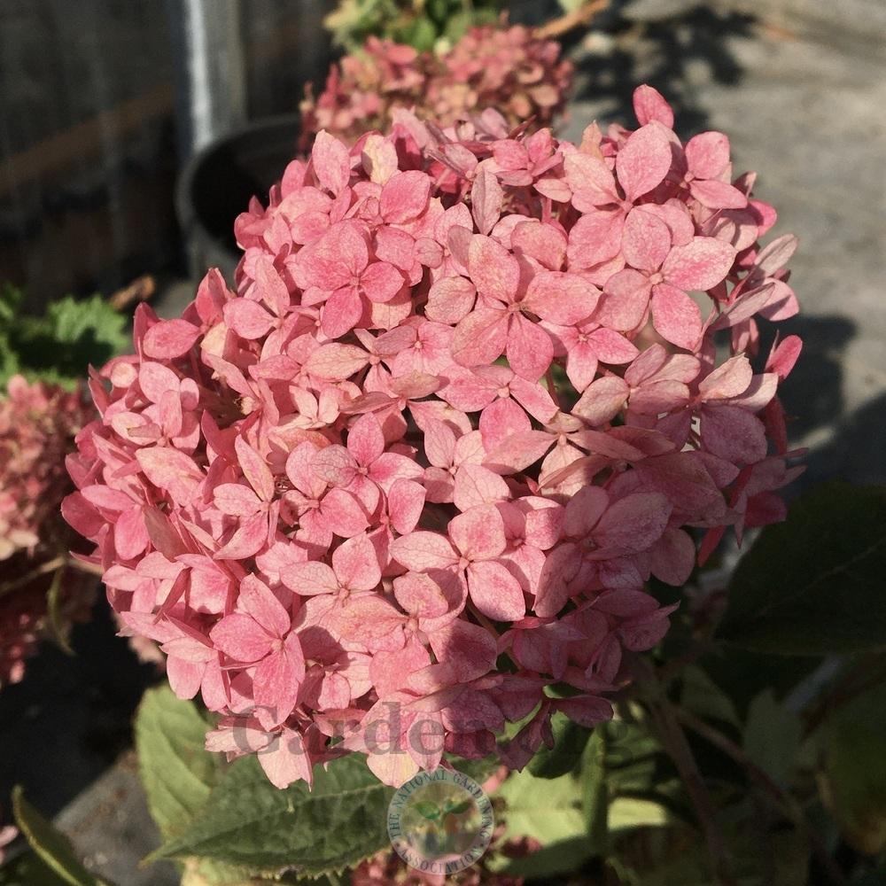 Photo of the bloom of Smooth Hydrangea (Hydrangea arborescens ...