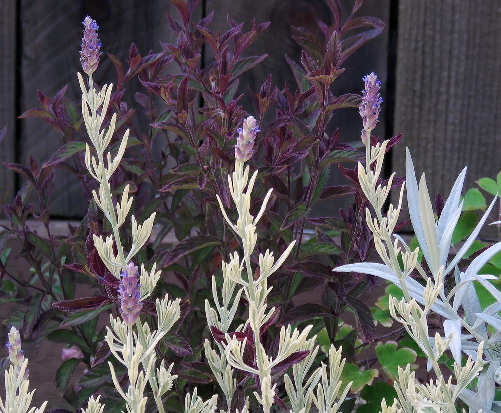 Lavenders: Plant Care and Collection of Varieties - Garden.org