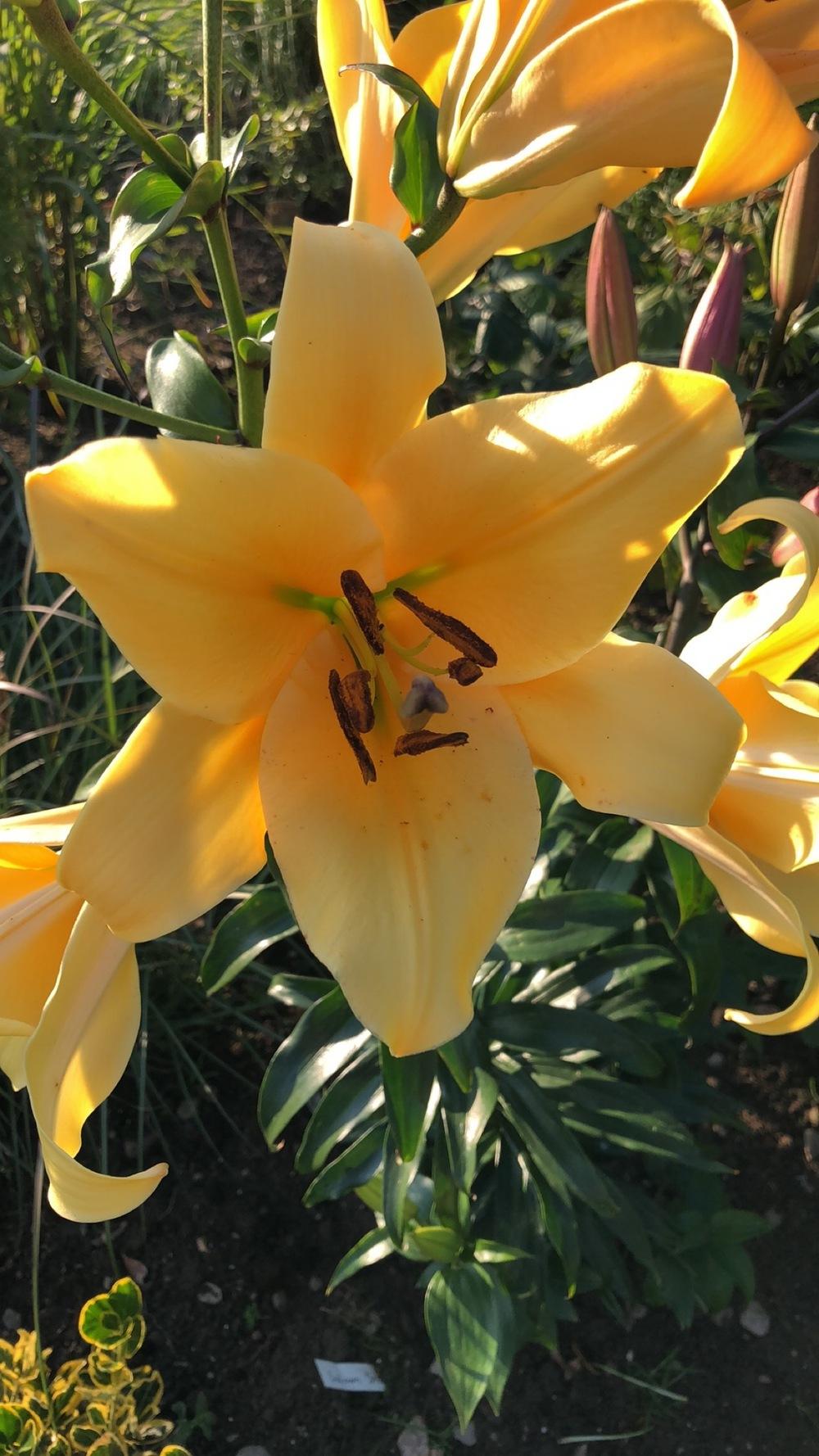 Lily (Lilium Portugal®) in the Lilies Database - Garden.org