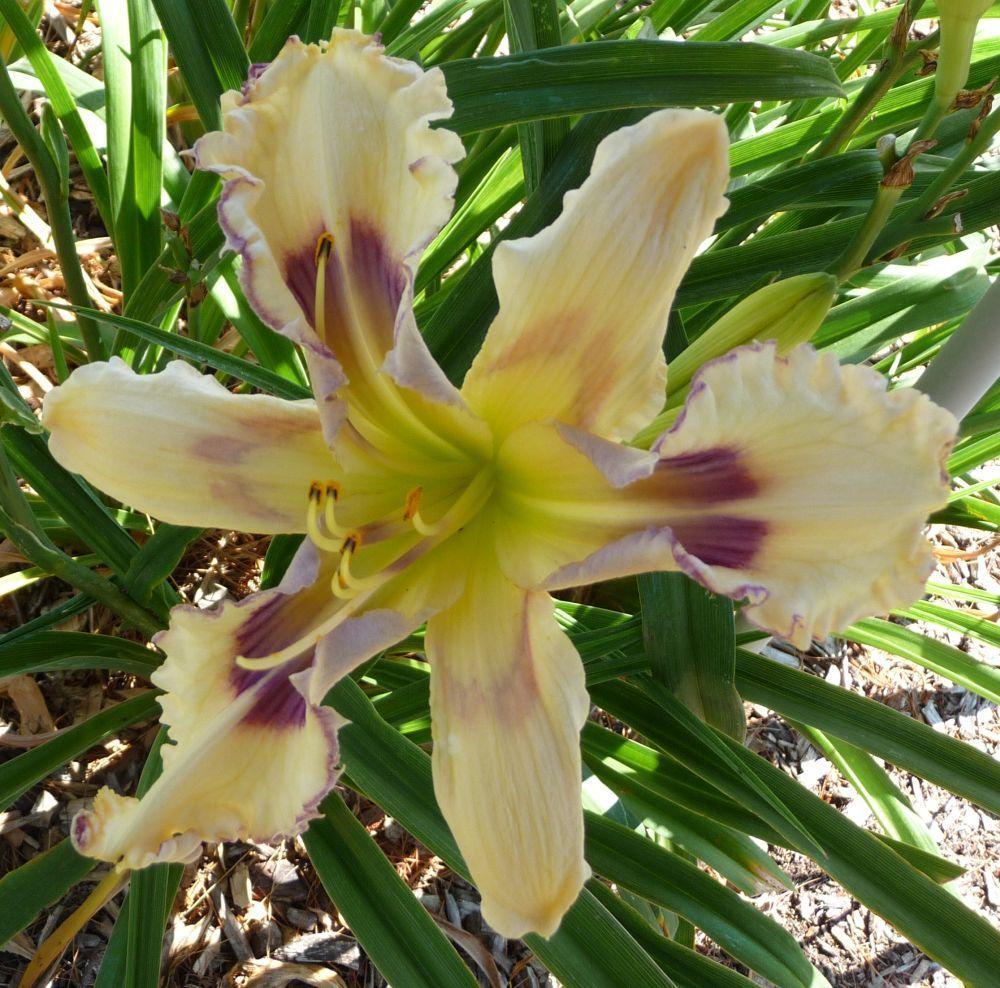 Photo of the bloom of Daylily (Hemerocallis 'Message in a Bottle ...
