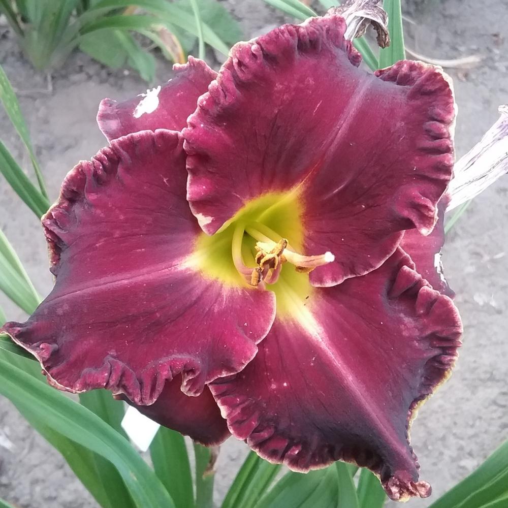 Daylily (Hemerocallis 'Edge of Eden') in the Daylilies Database ...