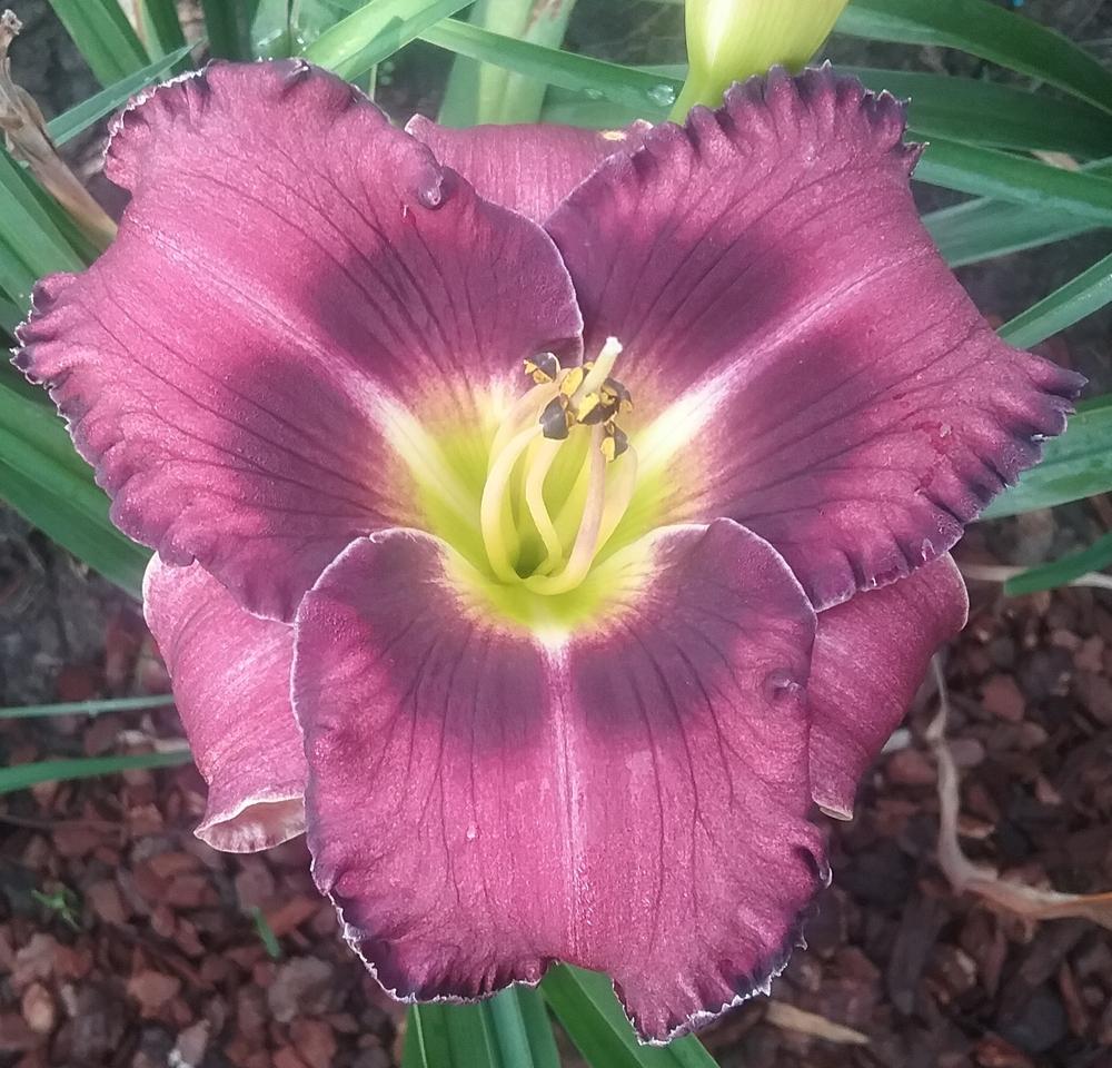 Daylily (Hemerocallis 'These Eyes') in the Daylilies Database - Garden.org