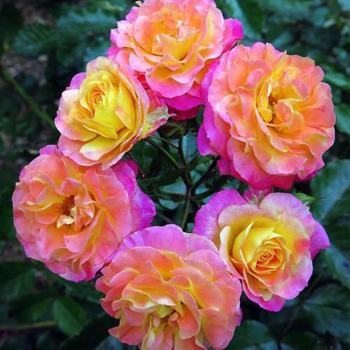 Rose (Rosa 'Firebird') in the Roses Database - Garden.org