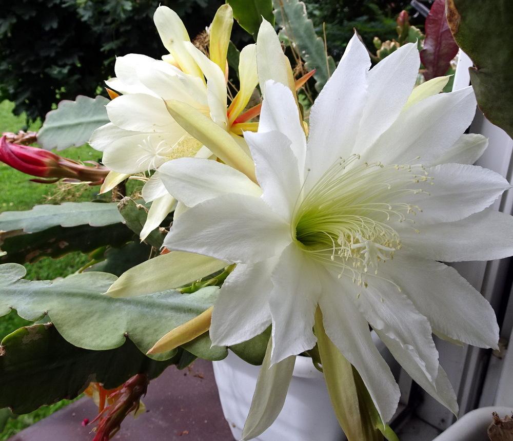 Photo of the entire plant of Epiphyllum posted by Orsola - Garden.org
