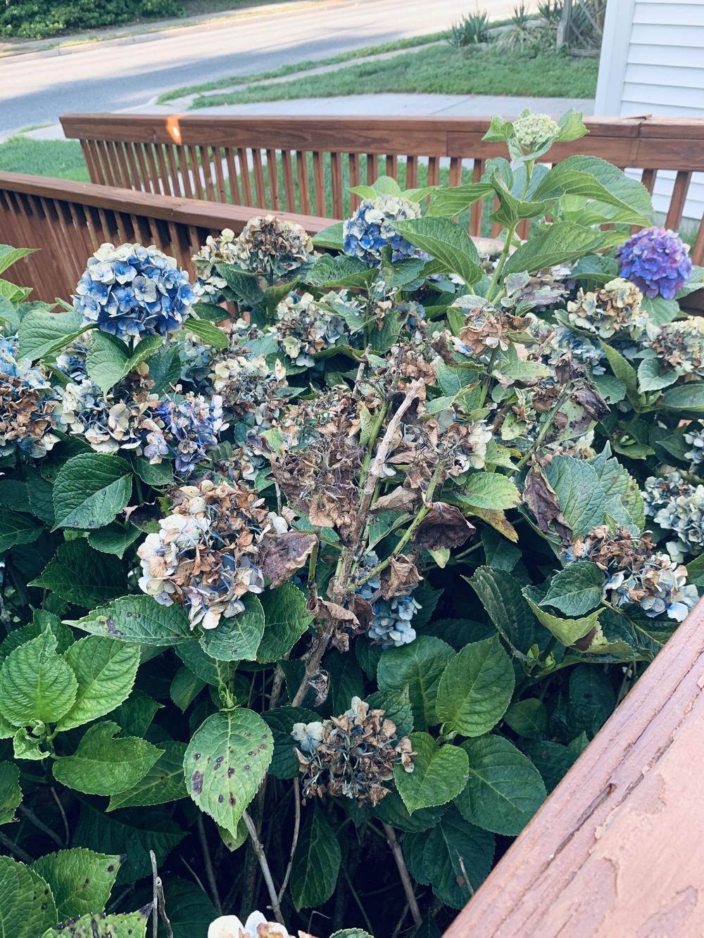Well established Hydrangeas burning up in the Ask a Question forum ...