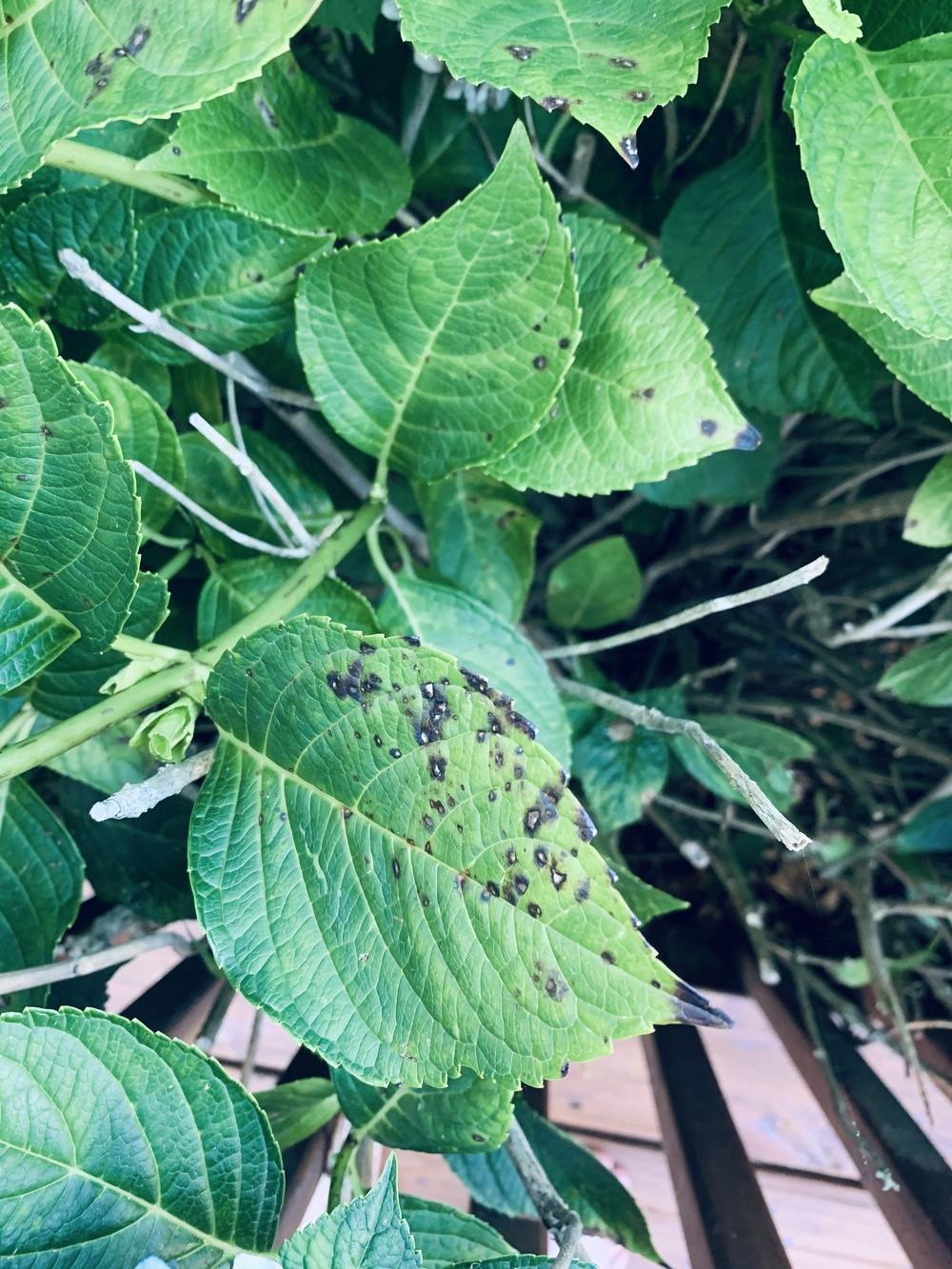 Well established Hydrangeas burning up in the Ask a Question forum ...