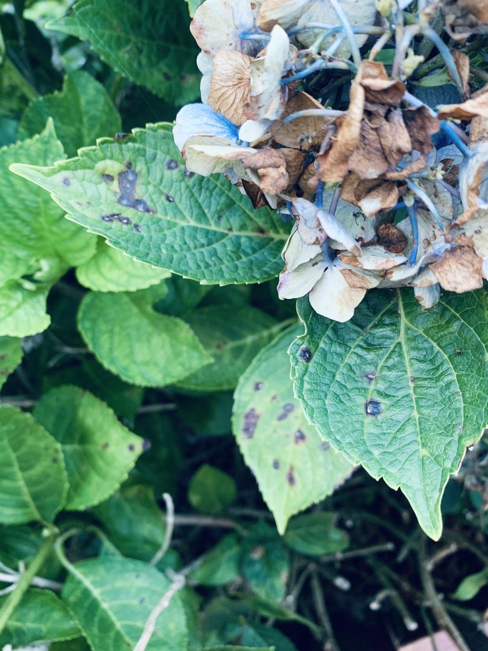 Well established Hydrangeas burning up in the Ask a Question forum ...