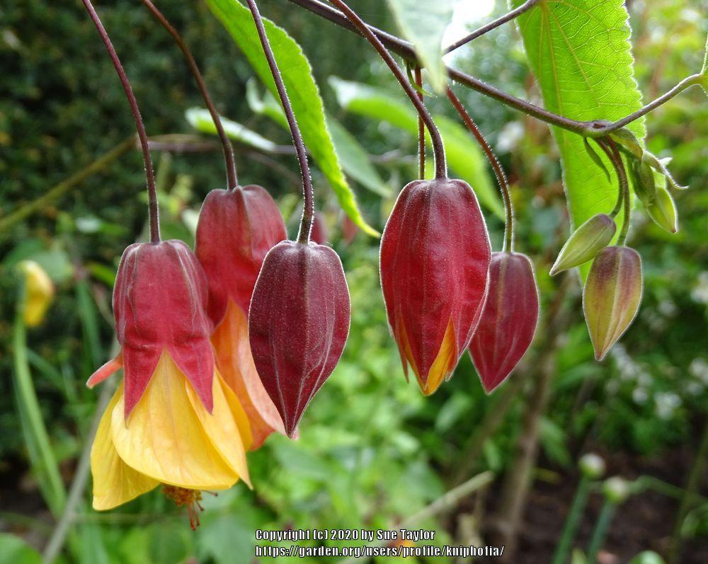 Shrubby Indian Mallow (Abutilon 'Cynthia Pike') in the Abutilons ...