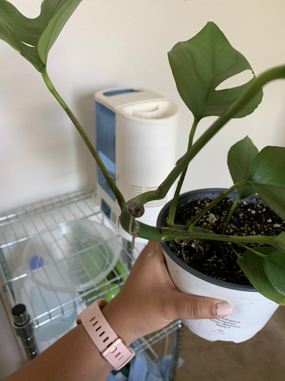 Mini monstera in the Ask a Question forum - Garden.org