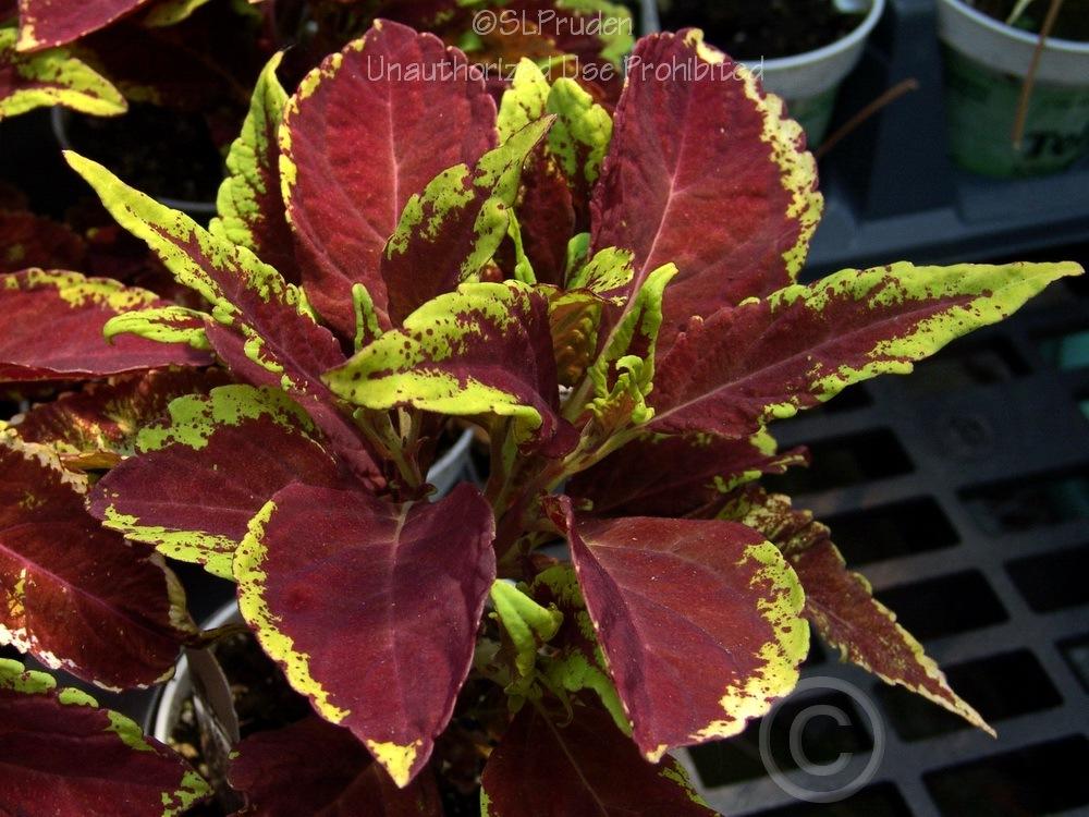 Photo of the leaves of Coleus (Coleus scutellarioides 'Defiance ...