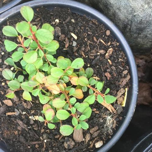 Cotoneaster microphyllus Little Dipper® - Garden.org