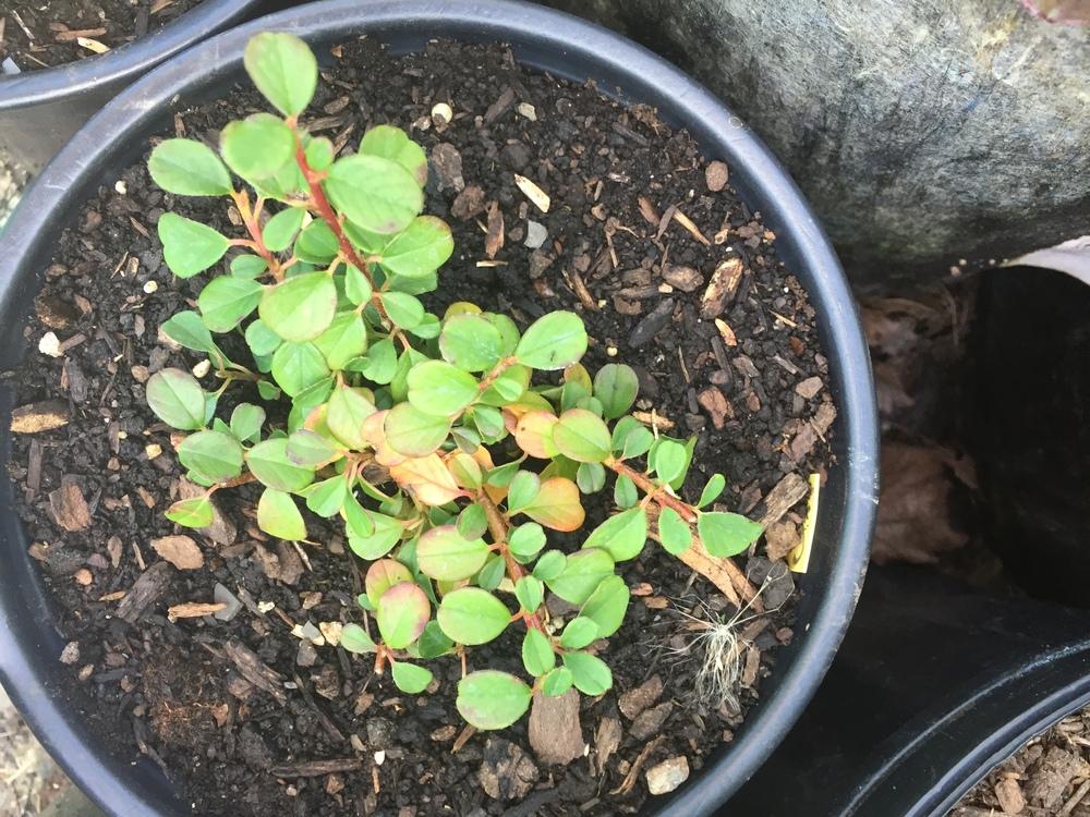 Cotoneaster microphyllus Little Dipper® - Garden.org