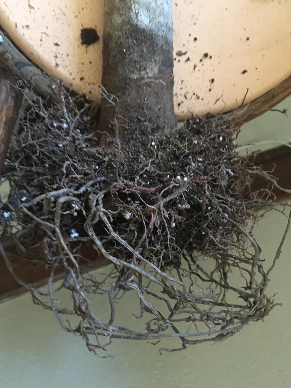 Spineless Yucca advice- dead/rotten roots? in the Ask a Question forum ...