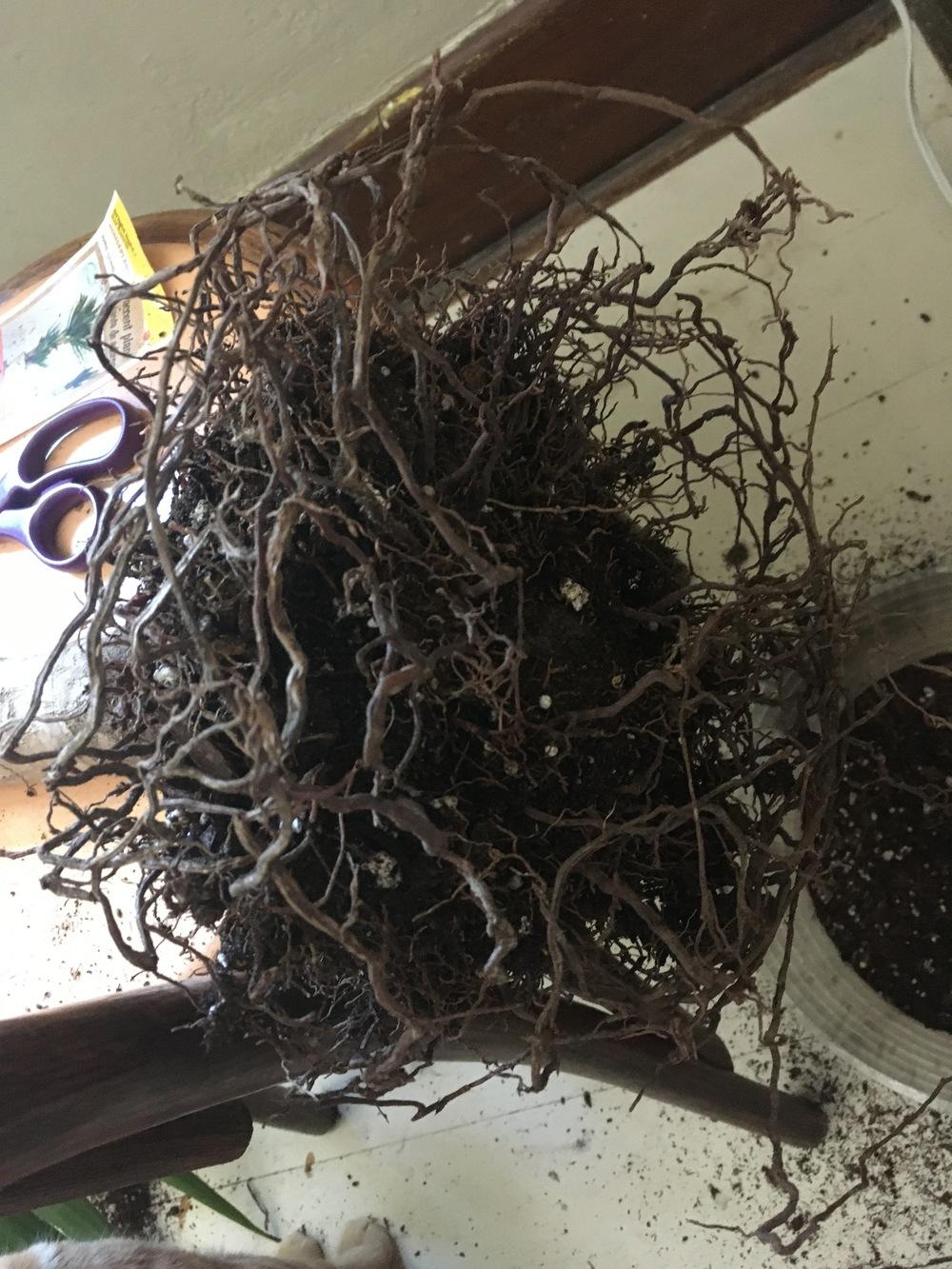 Spineless Yucca advice- dead/rotten roots? in the Ask a Question forum ...