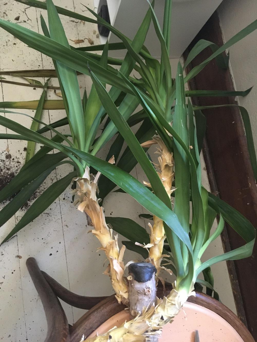 Spineless Yucca advice- dead/rotten roots? in the Ask a Question forum ...