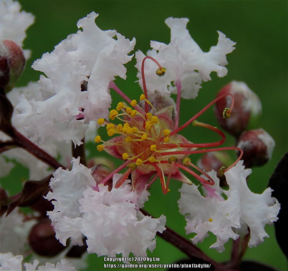 Crepe Myrtles: Plant Care and Collection of Varieties - Garden.org