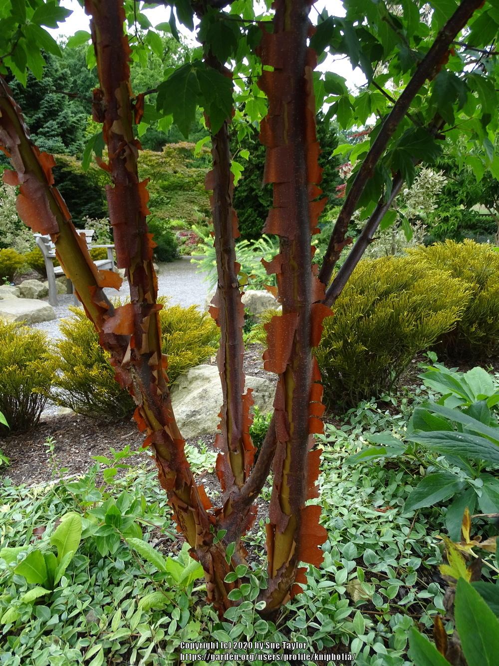 Photo of the stem, scape, stalk or bark of Paperbark Maple (Acer ...