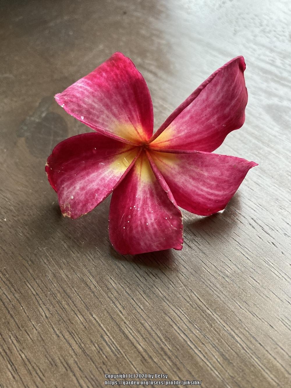 Miami Rose blooming in the Plumeria forum - Garden.org