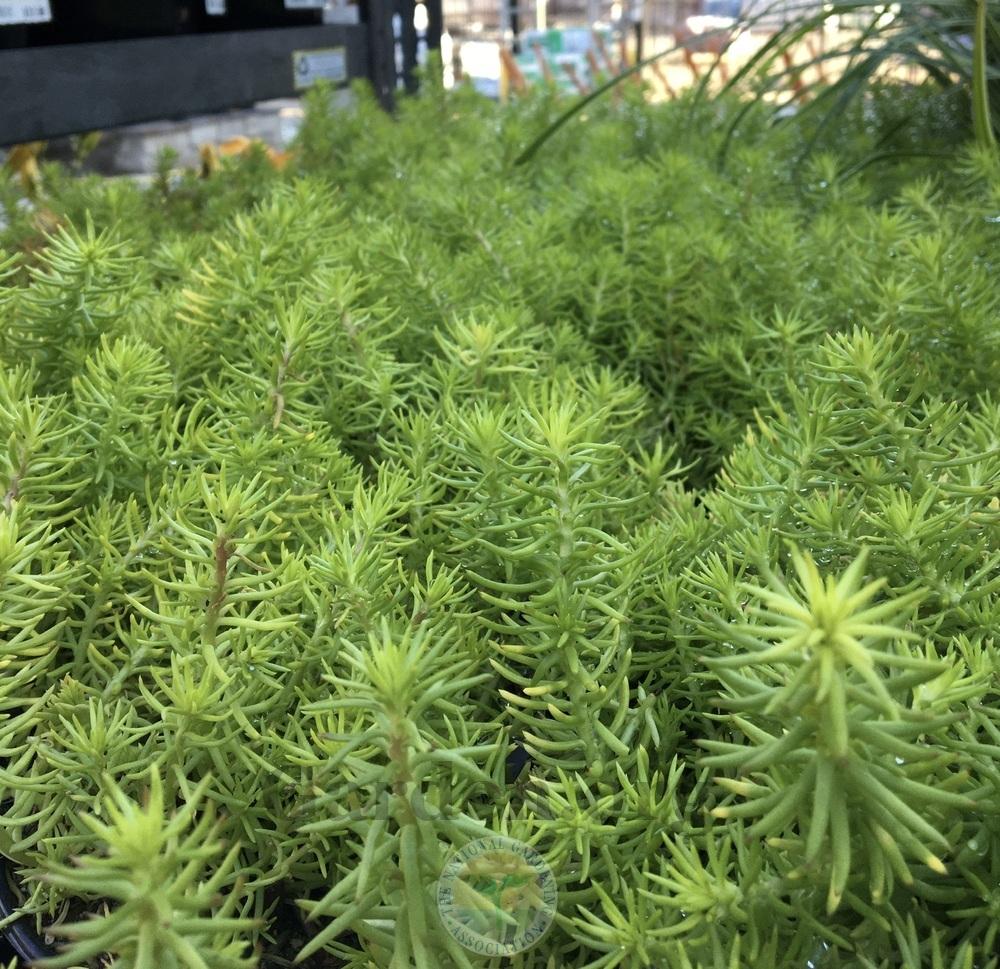 Jenny's Stonecrop (Petrosedum rupestre subsp. rupestre Sundance ...