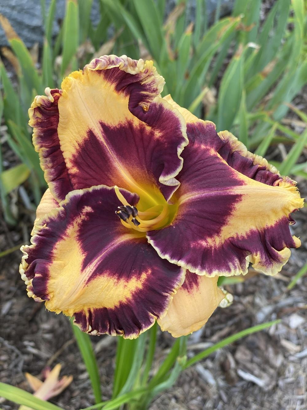 Daylily (Hemerocallis 'Cleopatra of Gascone') in the Daylilies Database ...