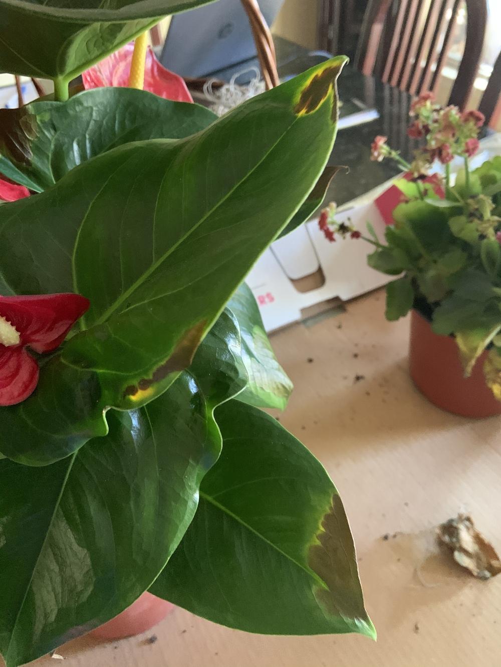 My anthurium leaves have brown patches in the Ask a Question forum ...