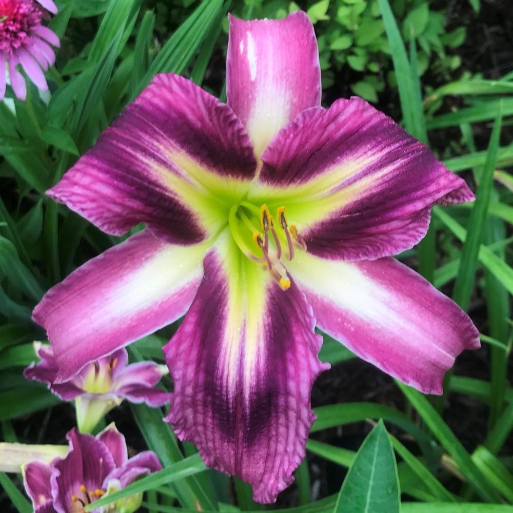 Daylily (Hemerocallis 'Purple Penguin') in the Daylilies Database ...