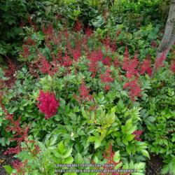 Photo of the bloom of False Spirea (Astilbe 'Red Sentinel') posted by ...