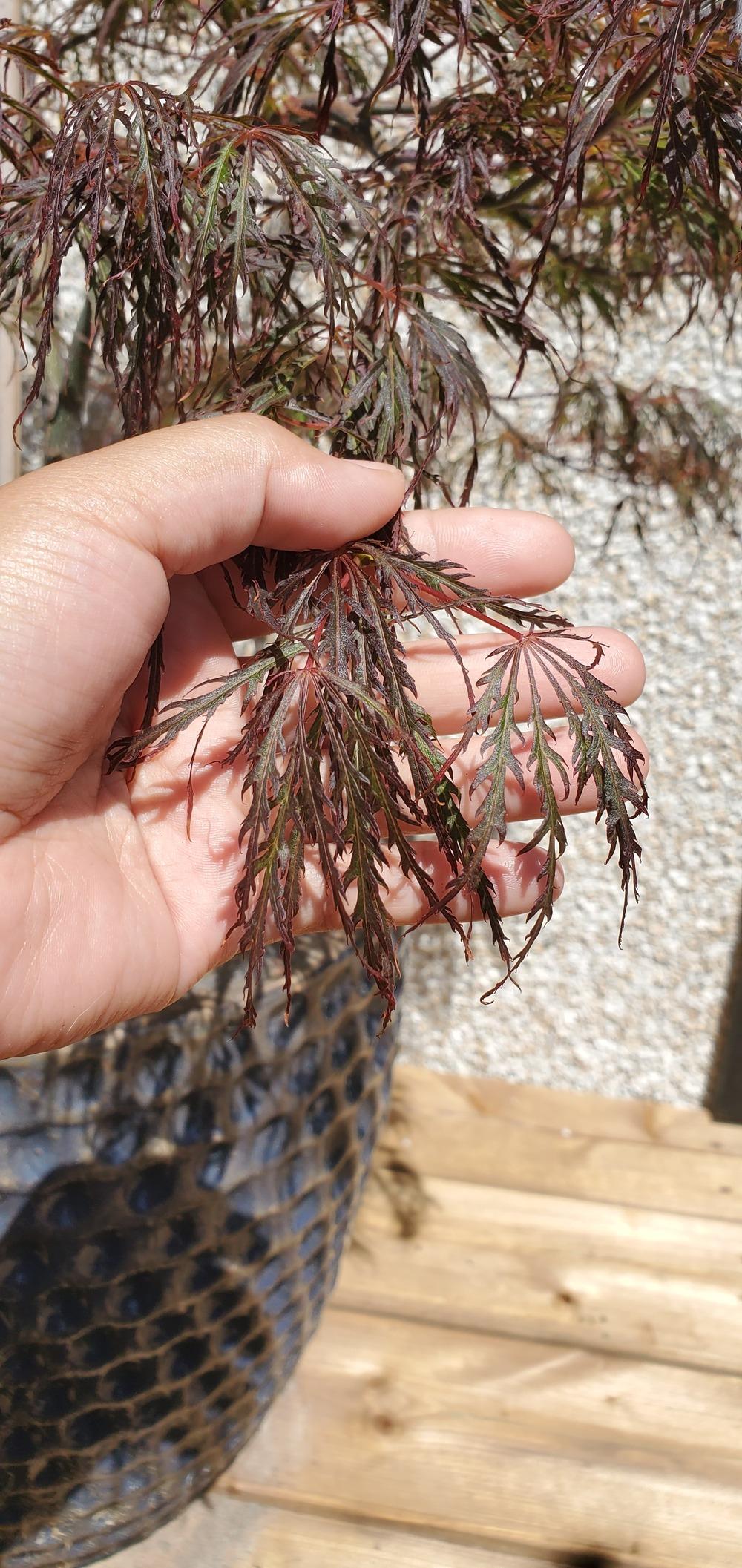 Japanese Maple Shrub in the Japanese Maples forum - Garden.org
