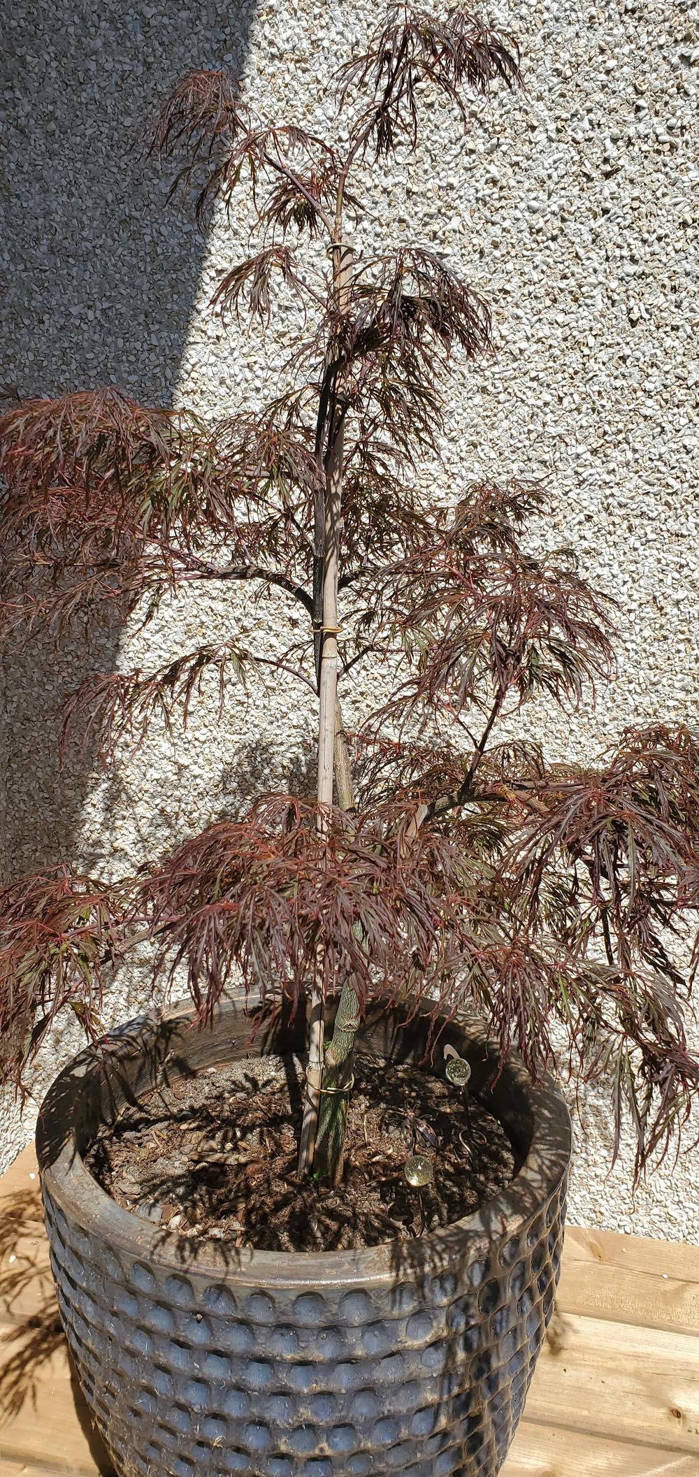 Japanese Maple Shrub in the Japanese Maples forum - Garden.org
