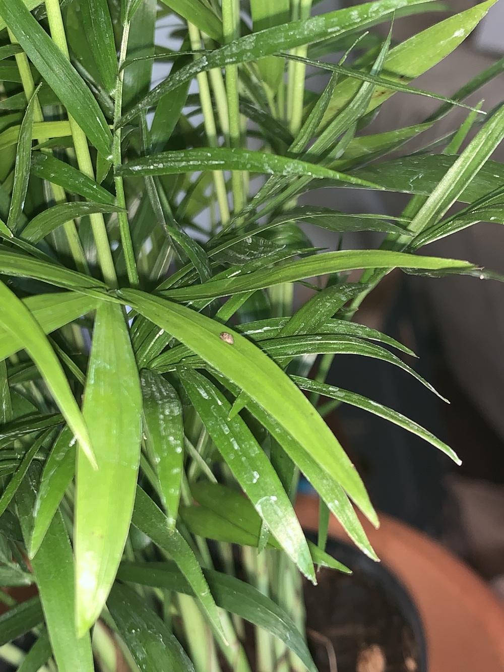 Scale on Areca Palm? in the Houseplants forum - Garden.org