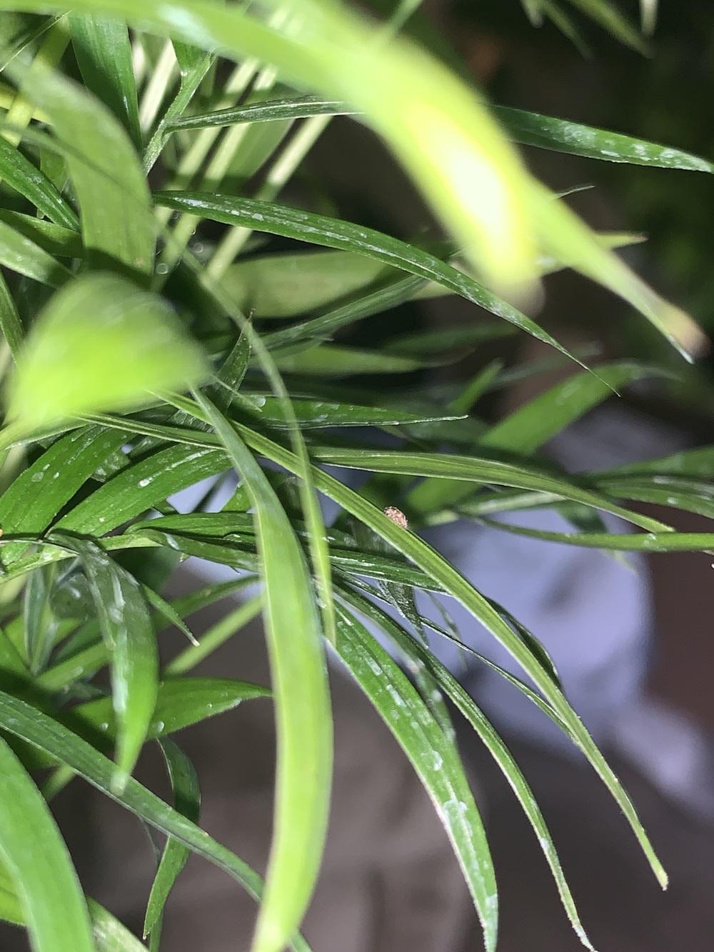 Scale on Areca Palm? in the Houseplants forum - Garden.org