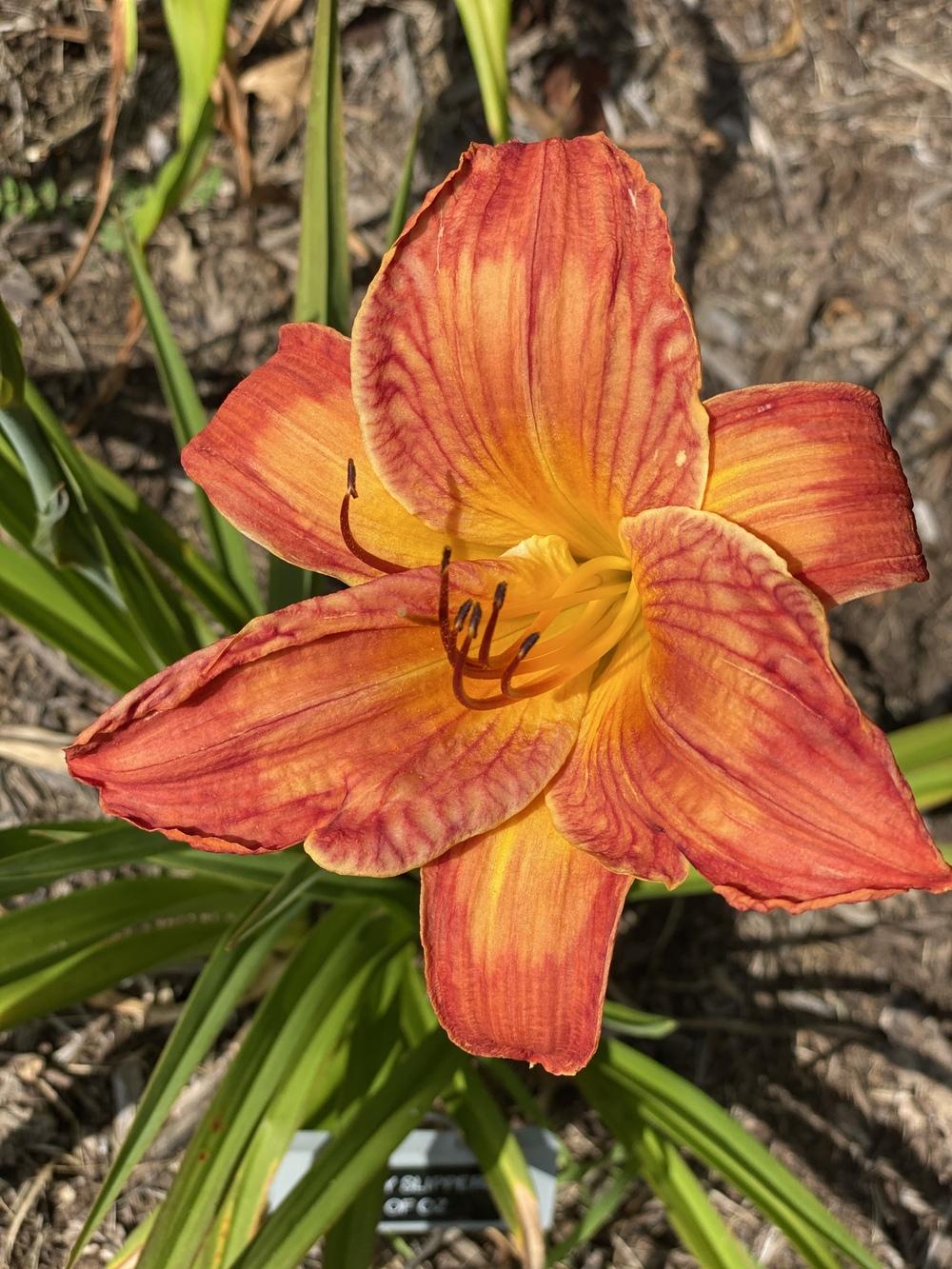 July 2020 blooms in the Daylilies forum - Garden.org