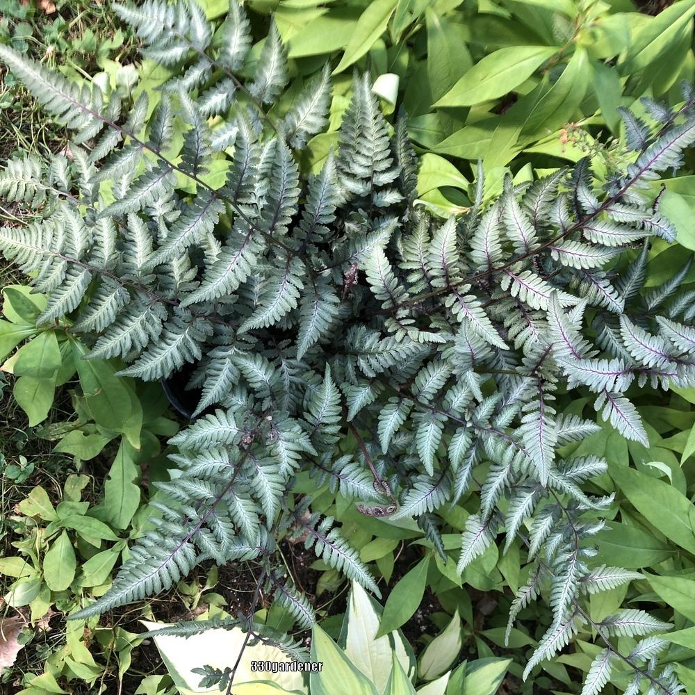 Painted Fern (Athyrium 'Godzilla') - Garden.org