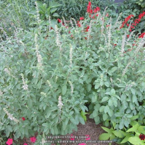 Camphor Basil (Ocimum kilimandscharicum) in the Basils Database ...